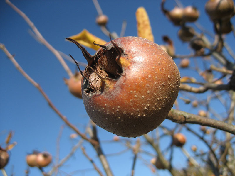 Wildobstspaziergang und Kostprobe — Slow Food Deutschland