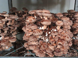 Edelpilze Okeano — Slow Food Deutschland