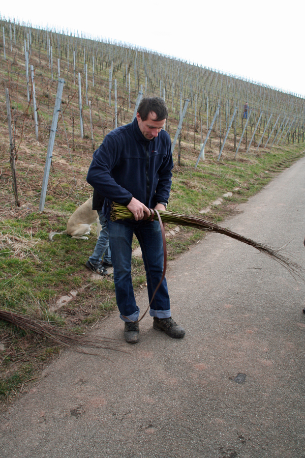 Ein Jahr im Weinberg - Reben binden — Slow Food Deutschland