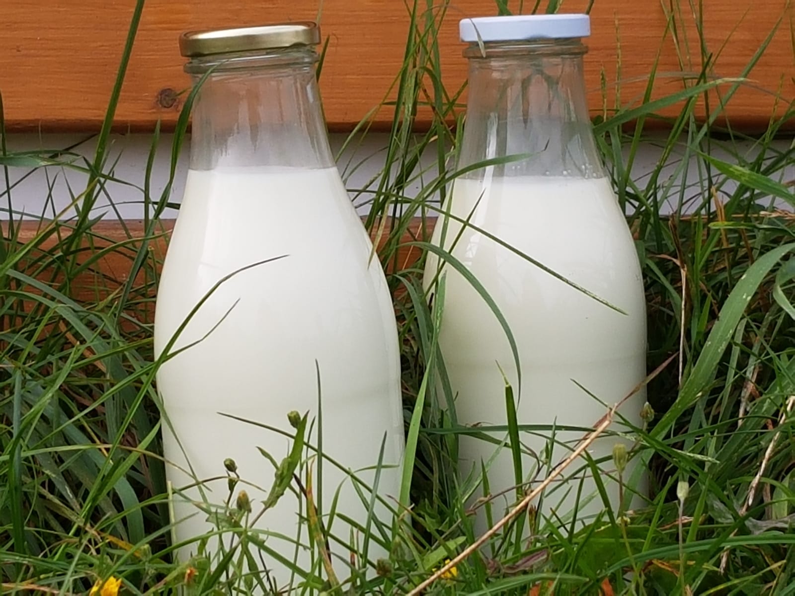Milch aus frischer Herstellung — Slow Food Deutschland