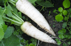 Bamberger Rettich — Slow Food Deutschland