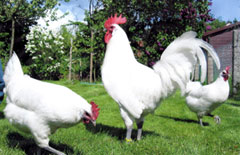 Ramelsloher Huhn — Slow Food Deutschland