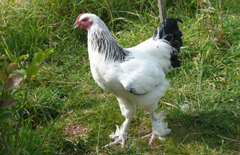 Sundheimer Huhn — Slow Food Deutschland